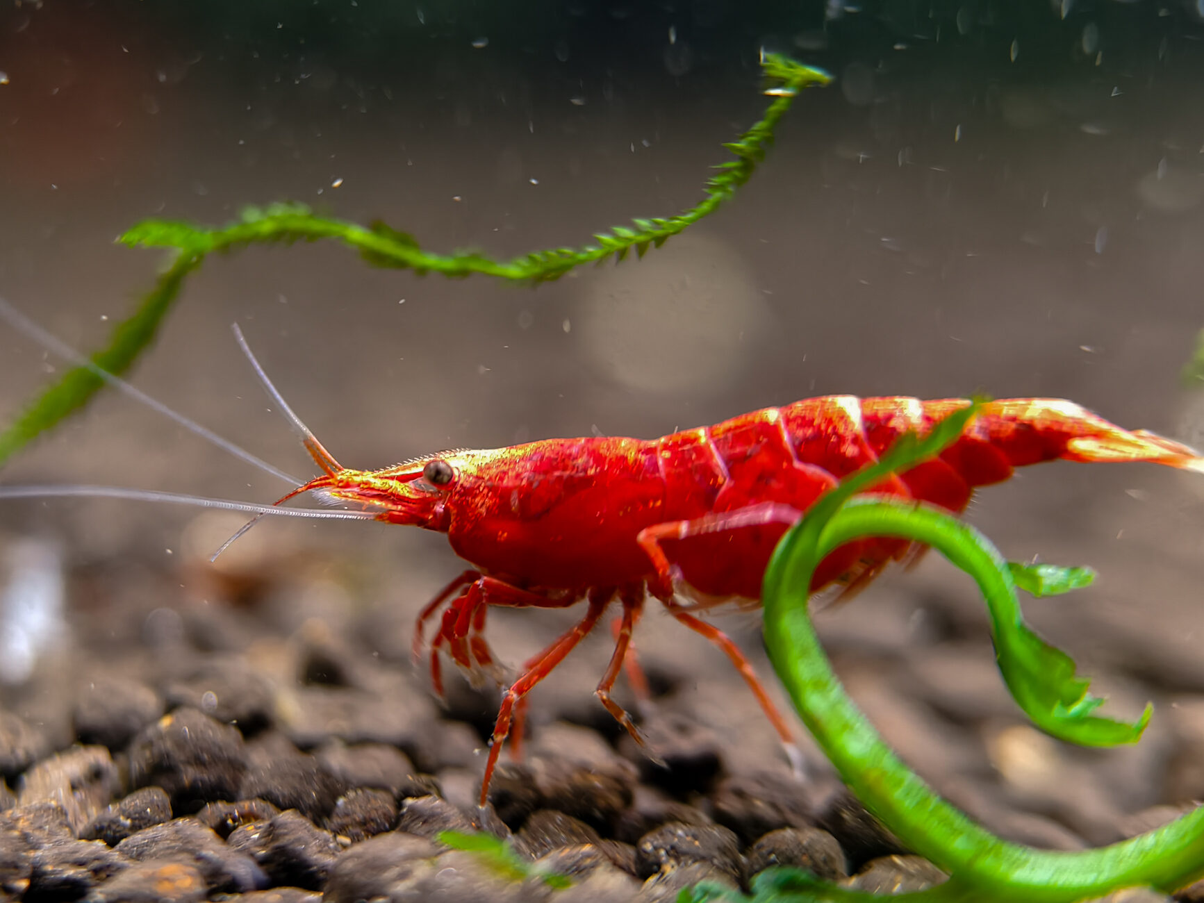[21 08 2024] Khám Phá Bộ Sưu Tập Tép độc đáo Của Tép Xinh Aqua Tép Xinh Aqua